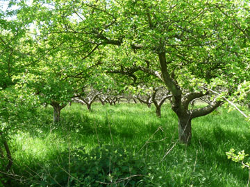 Maybush Orchard | Chidham & Hambrook (in the county of West Sussex)